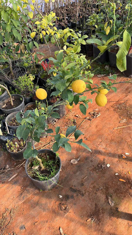 Limun sadnice - Sadnice - OLX.ba