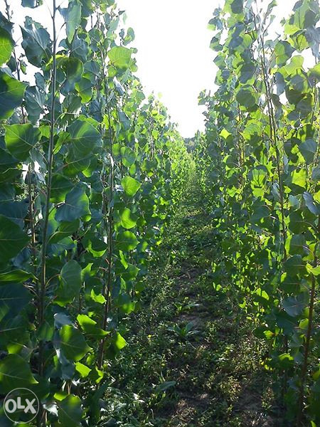 Kanadska topola - hibridne sadnice - rasadnik Agroplan - Sadnice - OLX.ba