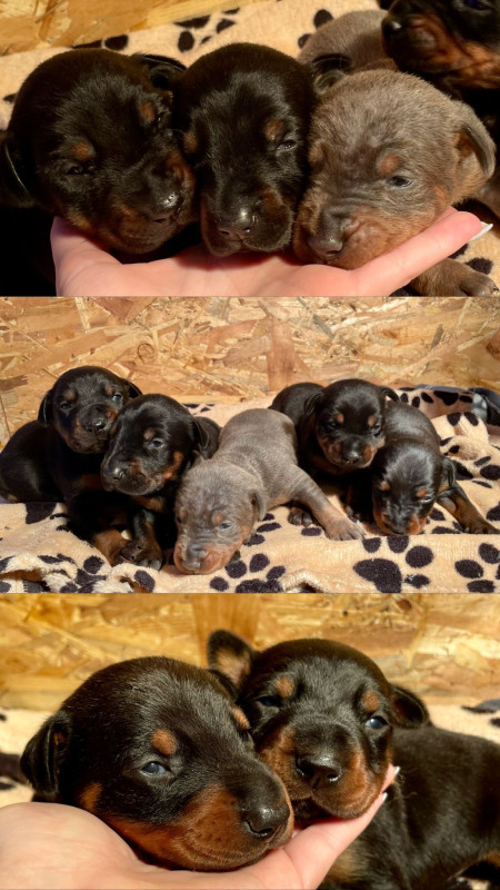 Doberman stenad - Psi i Štenad - OLX.ba