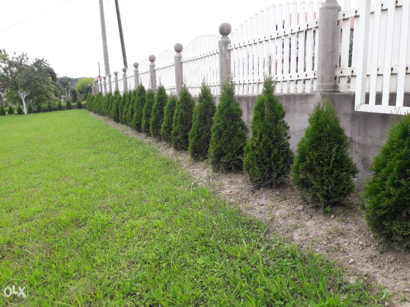 Čempresi, tuje, smaragd - Sadnice - OLX.ba