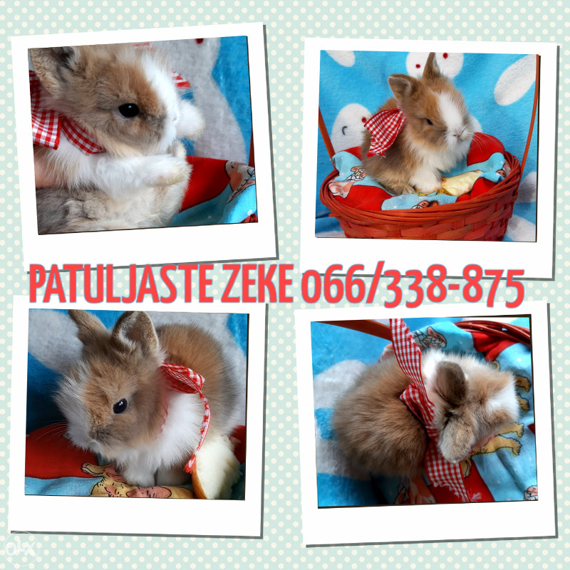 Kunici patuljasti lavlja glava(zec,zeko,zecevi,kunic) - Kunići - OLX.ba
