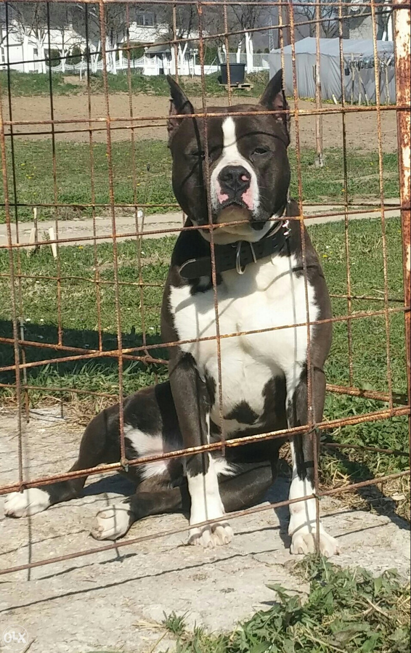 Americki staford poklon - Parenje - OLX.ba