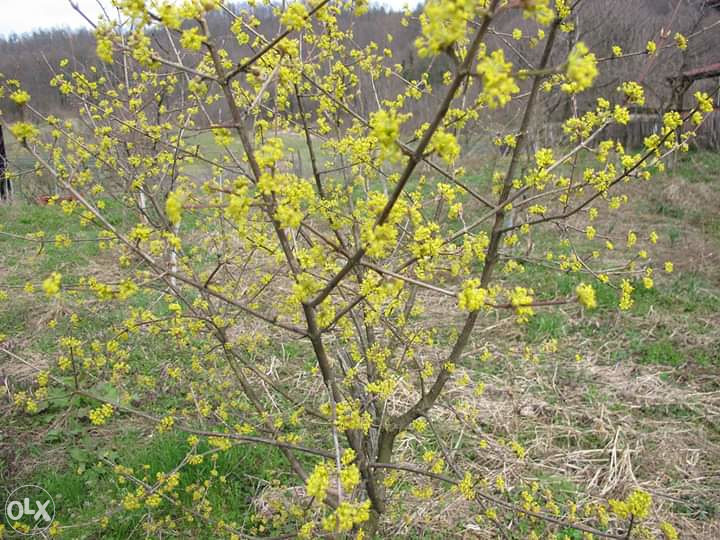 Drenjak sadnica veliki - Sadnice - OLX.ba