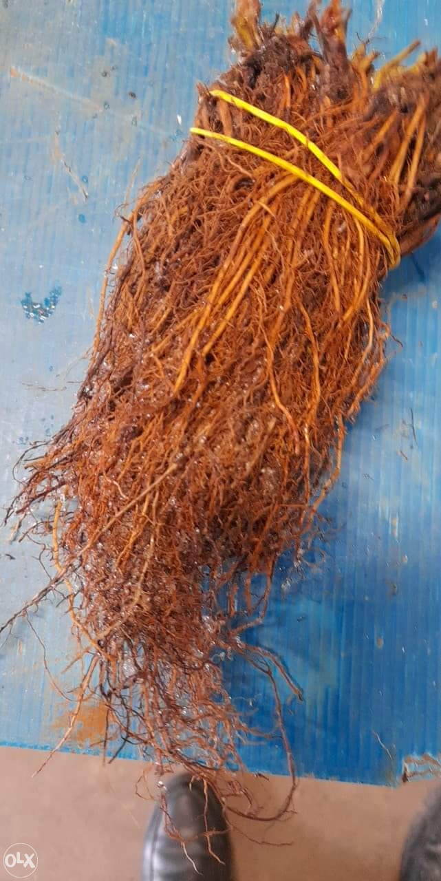 Frigo sadnice jagode sa certifikatom - Sadnice - OLX.ba