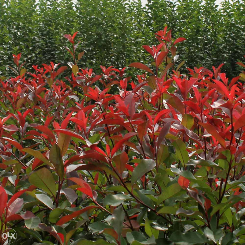 Fotinija, Photinia - Sadnice - OLX.ba