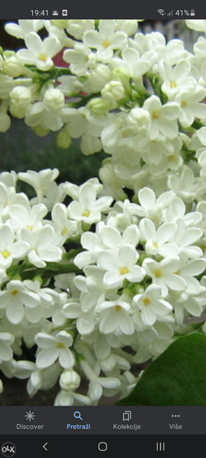 Jorgovan bijeli i ljubičasti - Sadnice - OLX.ba