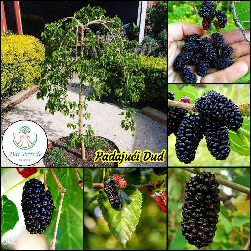 PADAJUĆI ŽALOSNI DUD - Sadnice - OLX.ba