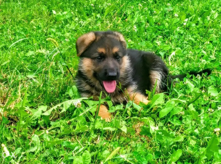 Njemacki ovcar stenad-REZERVACIJA - Psi i Štenad - OLX.ba