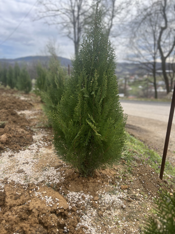 TUJE I ČEMPRESI (visine 40,50,60,80,90cm) - Sadnice - OLX.ba