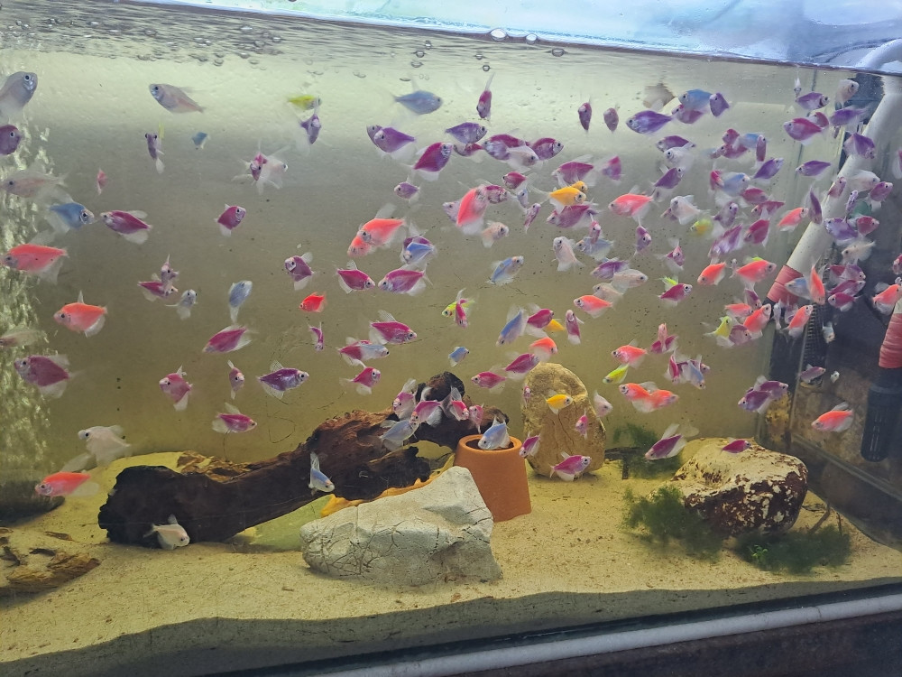 Color tetre - Ribice - OLX.ba