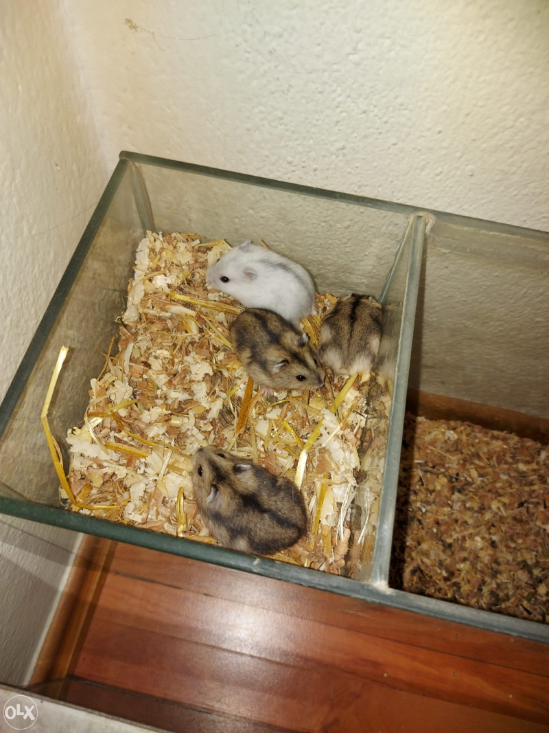 HRCAK + KAVEZ - Kavezi i oprema - OLX.ba