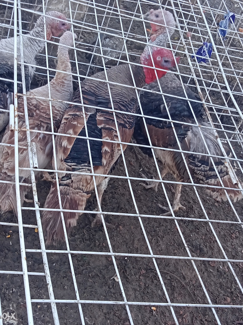 Curke domace - Ćurke - OLX.ba