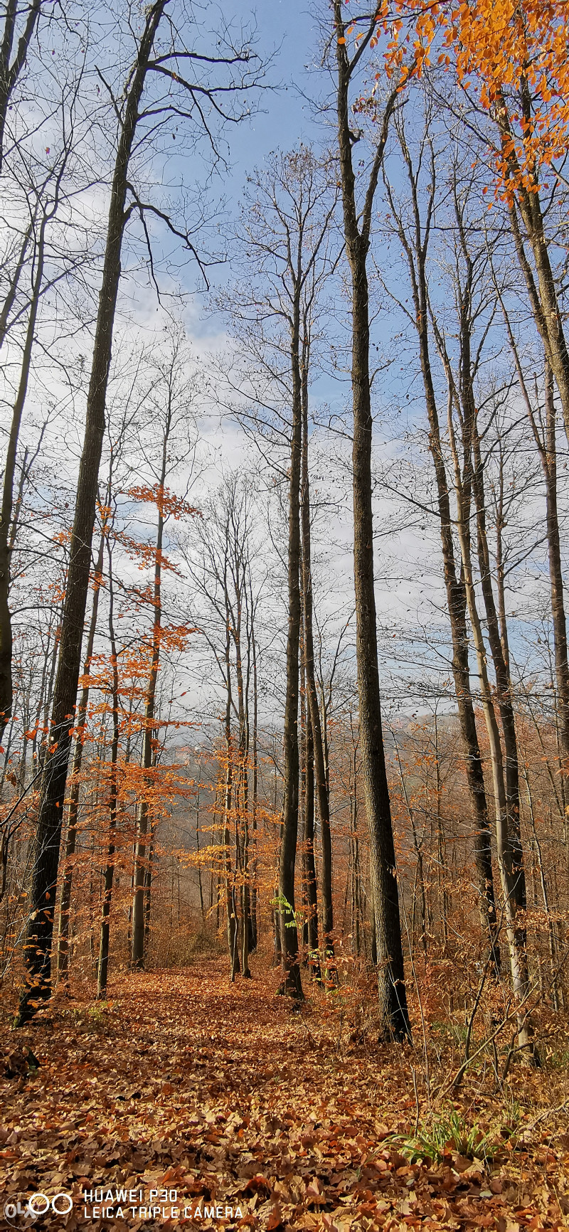 Sadnice Hrast, Bukva.Grab, Smrekva, lipa - Sadnice - OLX.ba