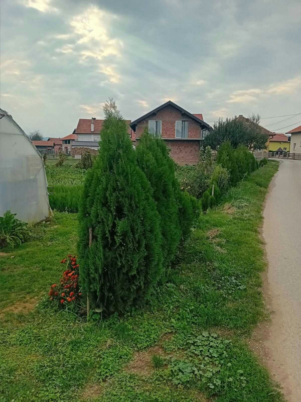 Cempresi tuje smaragd - Sadnice - OLX.ba