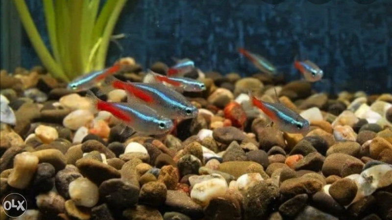 Neon tetra - Ribice - OLX.ba