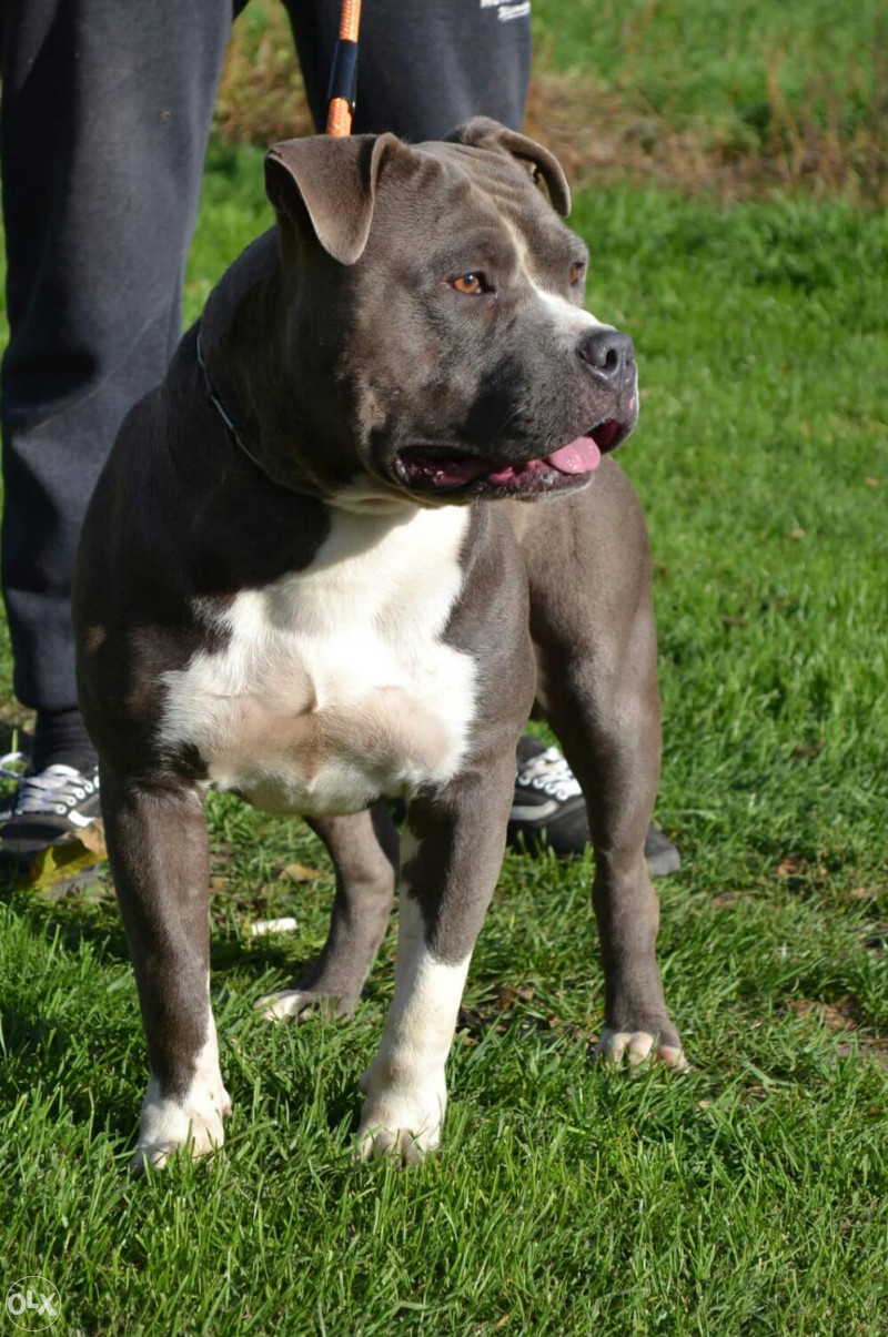 Americki Staford-Parenje - Psi za parenje - OLX.ba