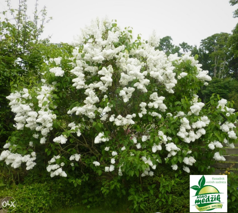 BIJELI JORGOVAN SADNICE,SADNICA BIJELOG JORGOVANA 2024 - Sadnice - OLX.ba