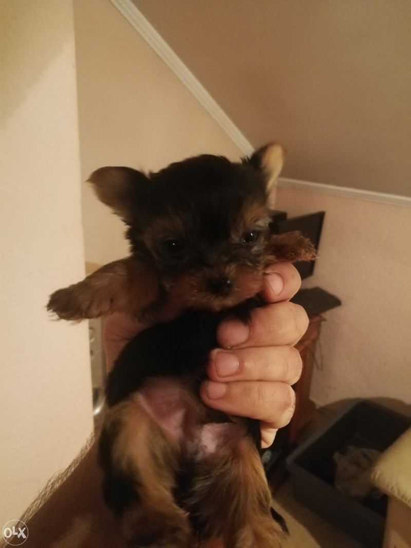 YORKSHIRE TERRIER STENAD - Psi i Štenad - OLX.ba