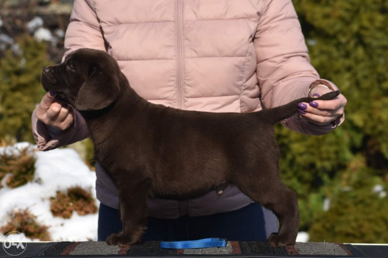 Labrador stenad - Psi i Štenad - OLX.ba