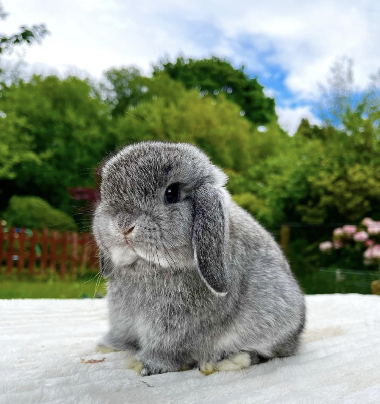 Ovnoliki patuljasti kunic zec mini lop - Kunići - OLX.ba