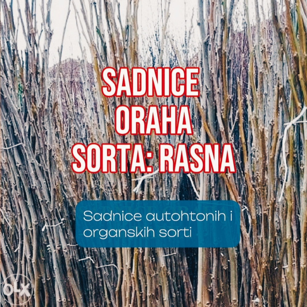 Sadnice oraha – sorta Rasna - Sadnice - OLX.ba