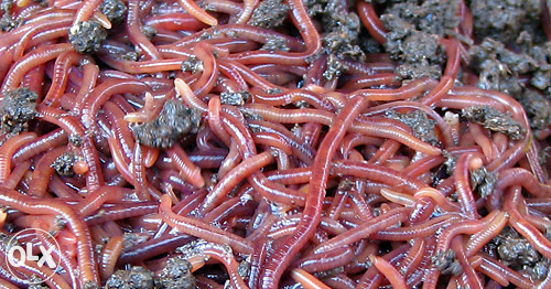 KALIFORNIJSKE GLISTE (PROIZVODI SVOJE ORGANSKO GNOIVO) - Zemlja i ...