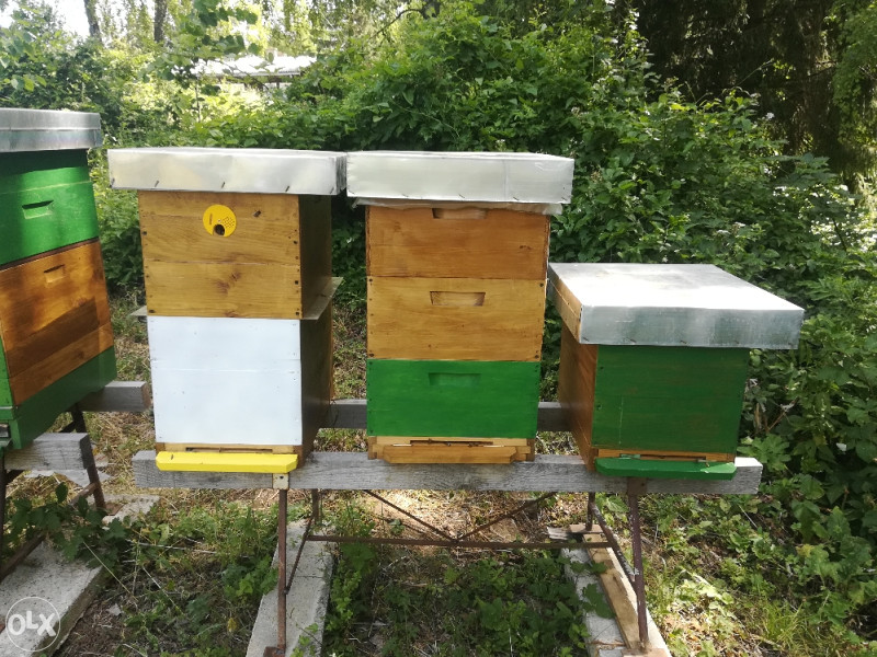 Rodna Voja kosnica - Pčele - OLX.ba