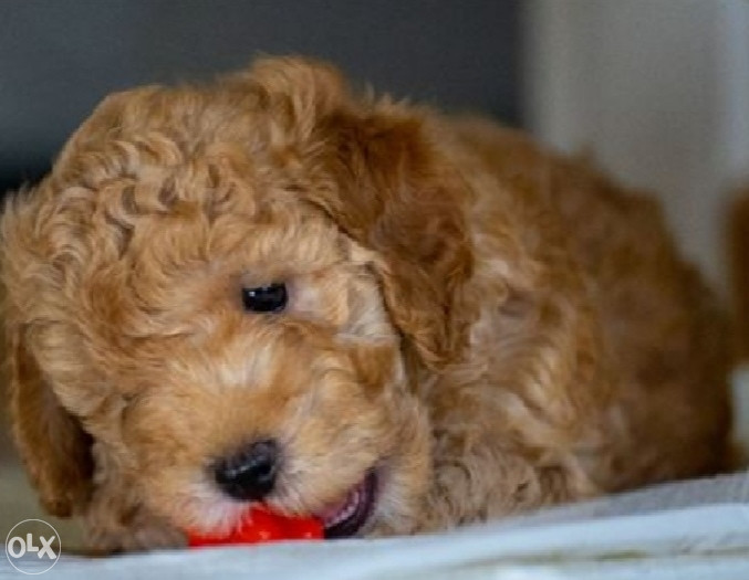 Patuljasta pudla stenad - Psi i Štenad - OLX.ba