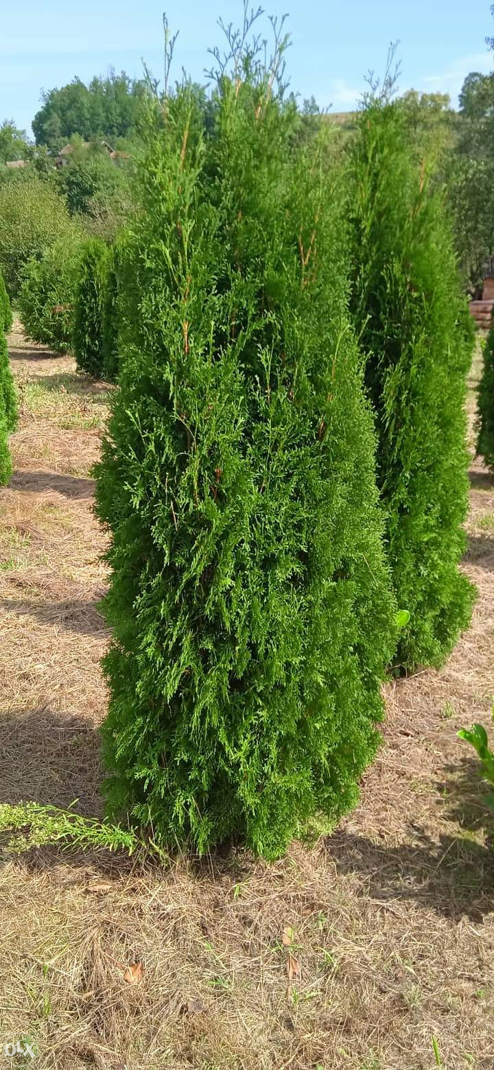 Tuje Kolumna tuja - Sadnice - OLX.ba