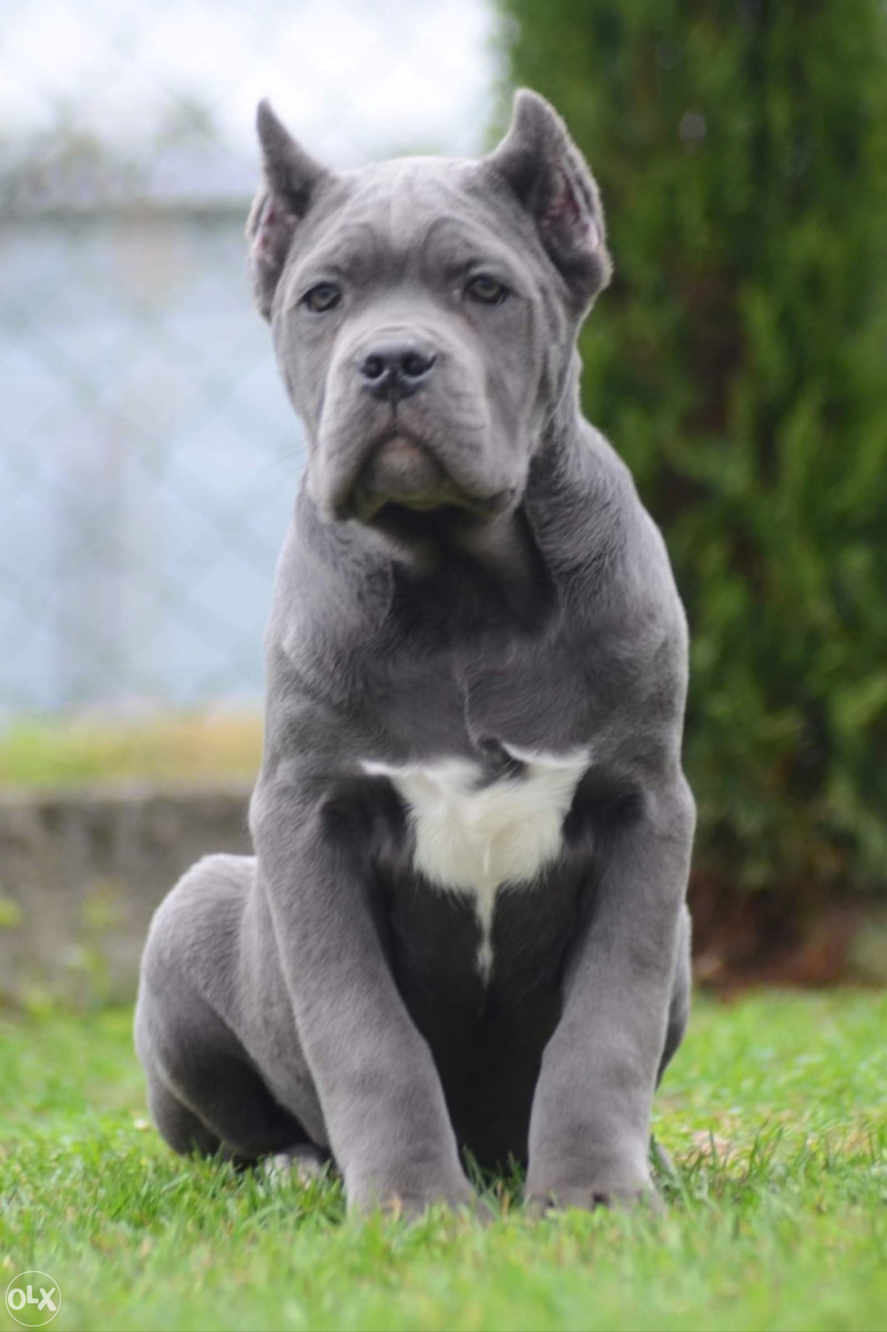 Cane Corso - Psi i Štenad - OLX.ba