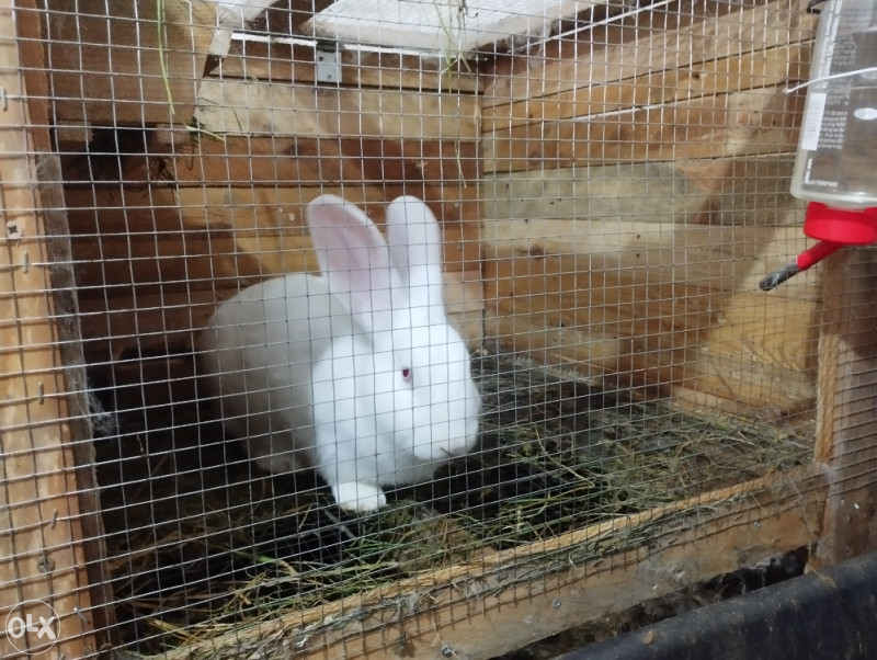 Zec, zecevi, kunic, hajkom, kunici - Zečevi - OLX.ba