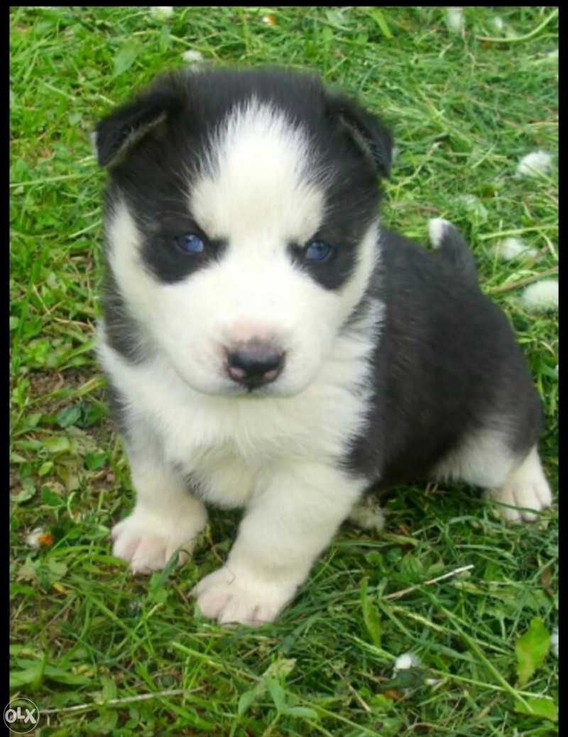 Haski stenci - Psi i Štenad - OLX.ba