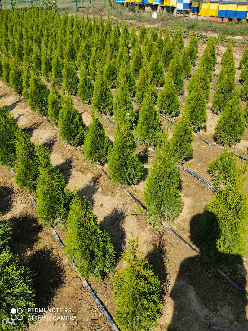 Smaragd tuja cempresi tuje cetinari ograda - Sadnice - OLX.ba