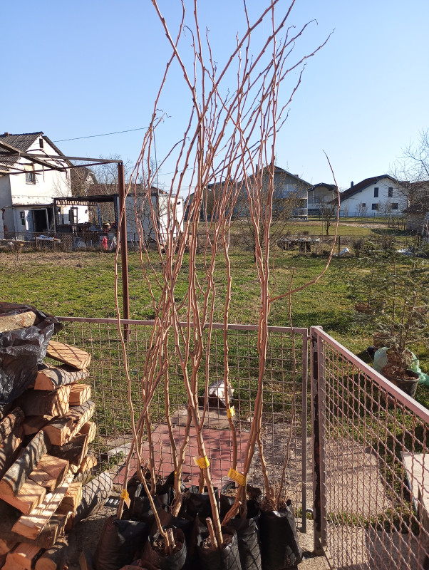 Sadnice kalemljenog crnog duda. Kalemljeni crni dud - Sadnice - OLX.ba