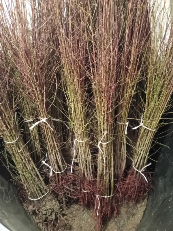 Sadnice džanarike za kalemljenje, džanarika zerdelija ringlov - Sadnice ...