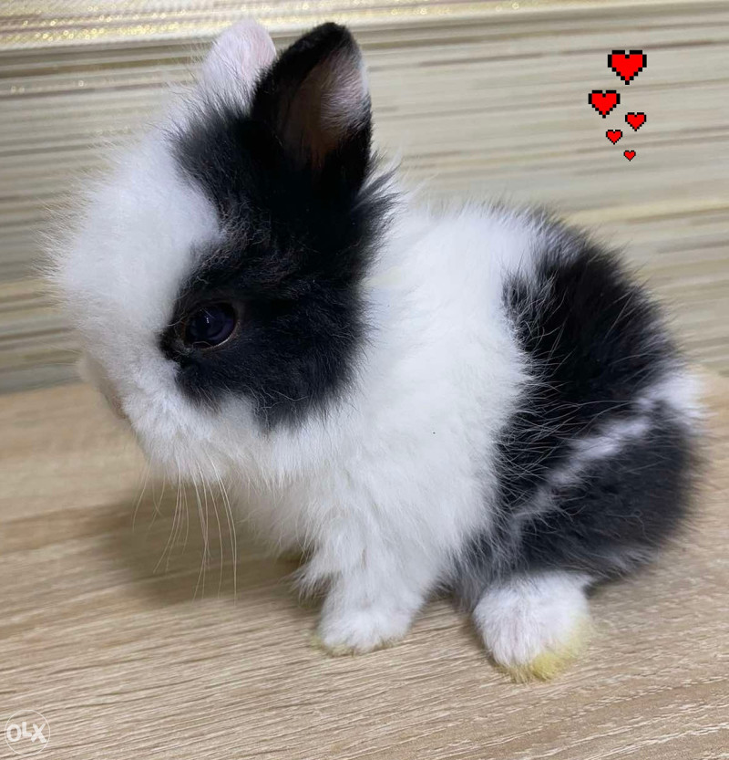 PATULJASTI KUNIC KUNICI ZEC ZECEVI ZEKO LAVLJA GLAVA - Kunići - OLX.ba