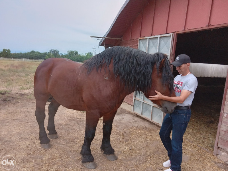 Konj dorat - Konji - OLX.ba