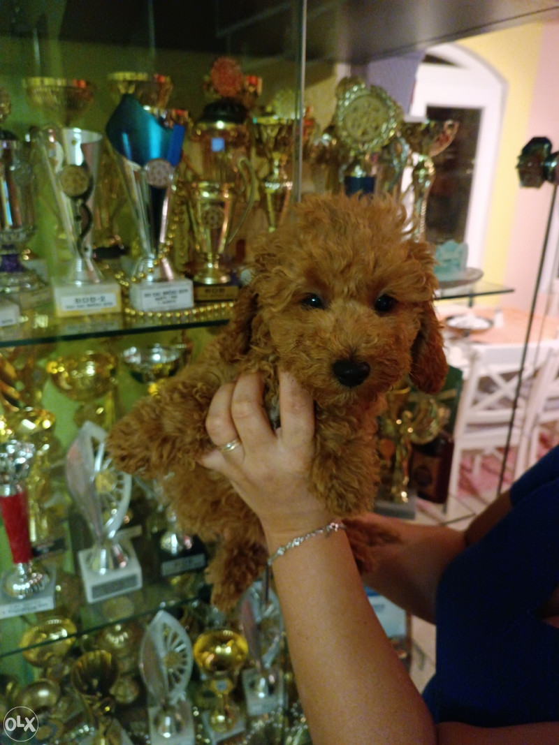 Toy francuska pudla - Psi i Štenad - OLX.ba