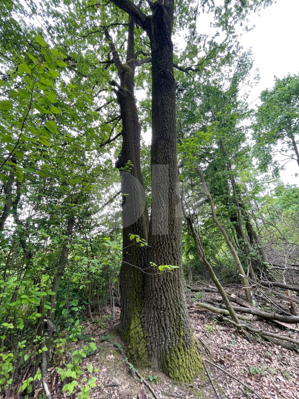 Suma drvo sve vrste drveta okorci otkup - Potražnja - OLX.ba