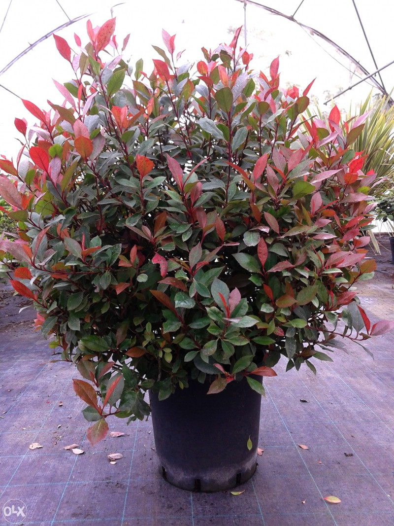 Fotinija - Photinia Little Red Robin - Sadnice - OLX.ba