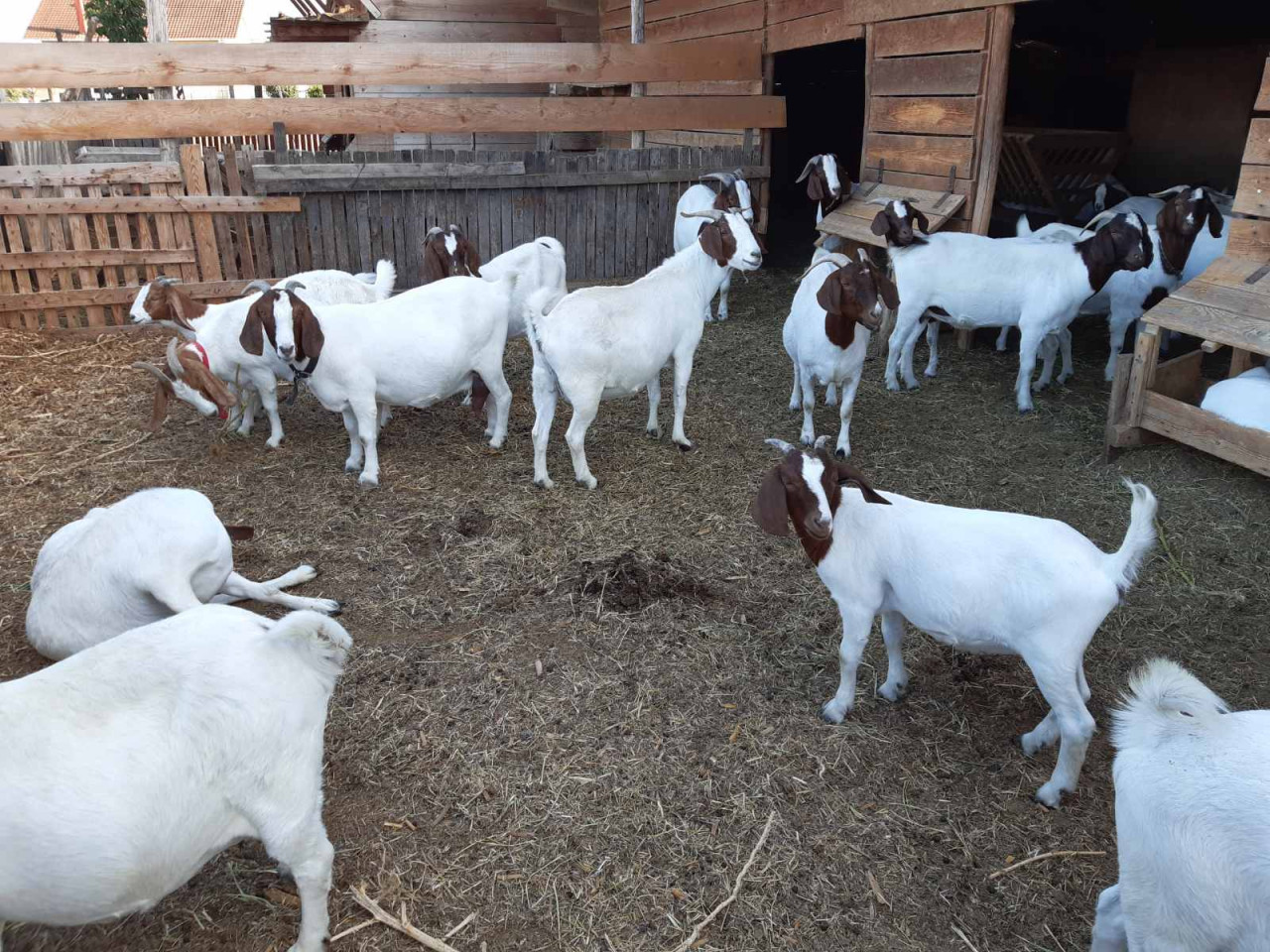 Burske koze - Koze - OLX.ba