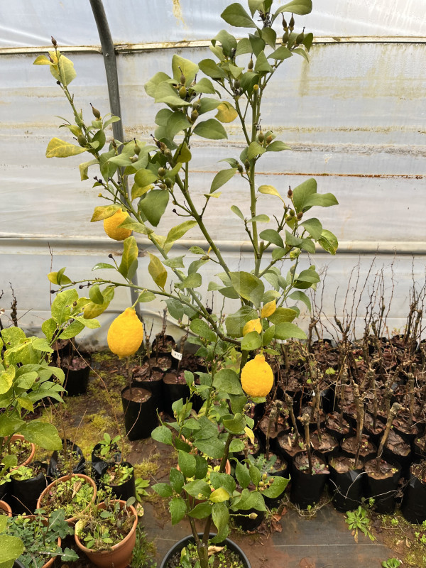 Limun sadnice - Sadnice - OLX.ba