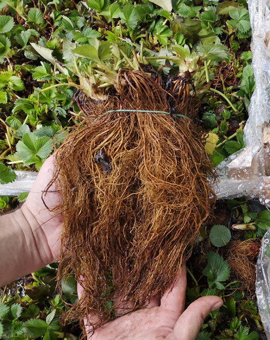 Originalne FRIGO sadnice sadnica jagode maja alba kleri - Sadnice - OLX.ba