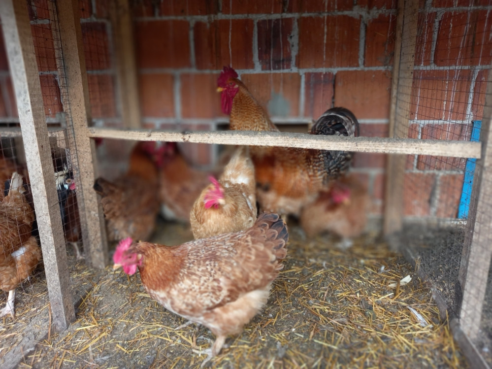 Kokoske domace - Kokoške - OLX.ba