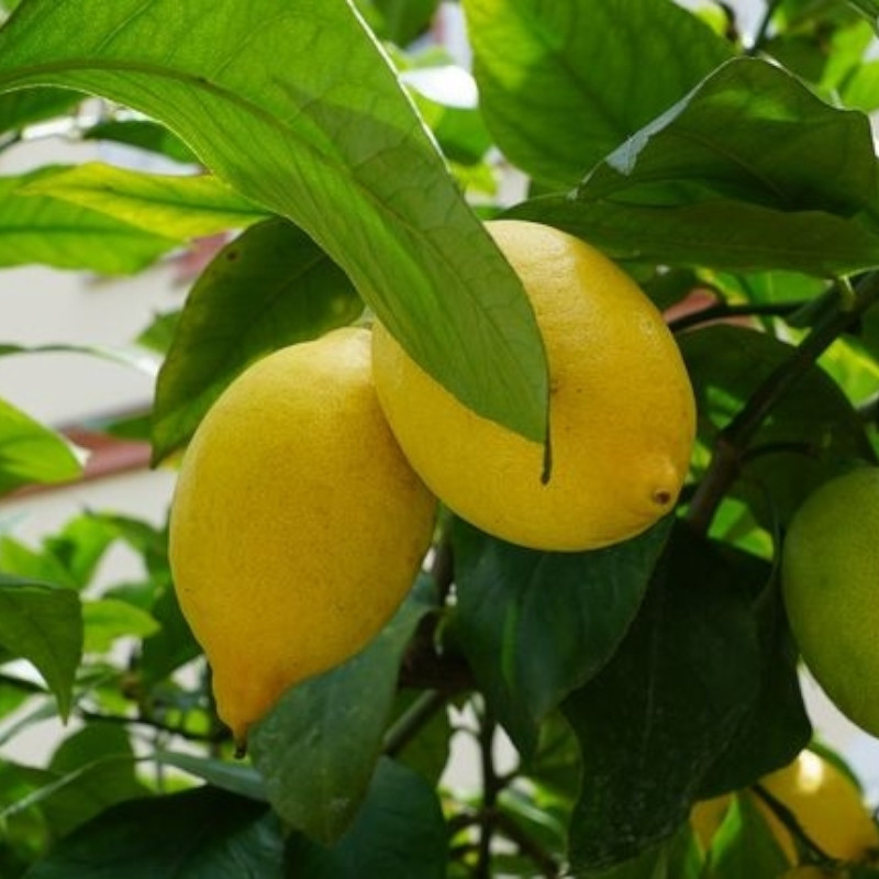 LIMUN, NARANDŽA, MANDARINA, SIBIRSKI LIMUN, agrumi - Sadnice - OLX.ba