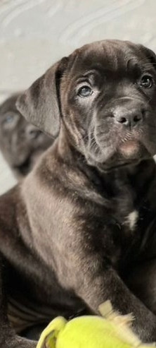 Cane corso - Psi i Štenad - OLX.ba