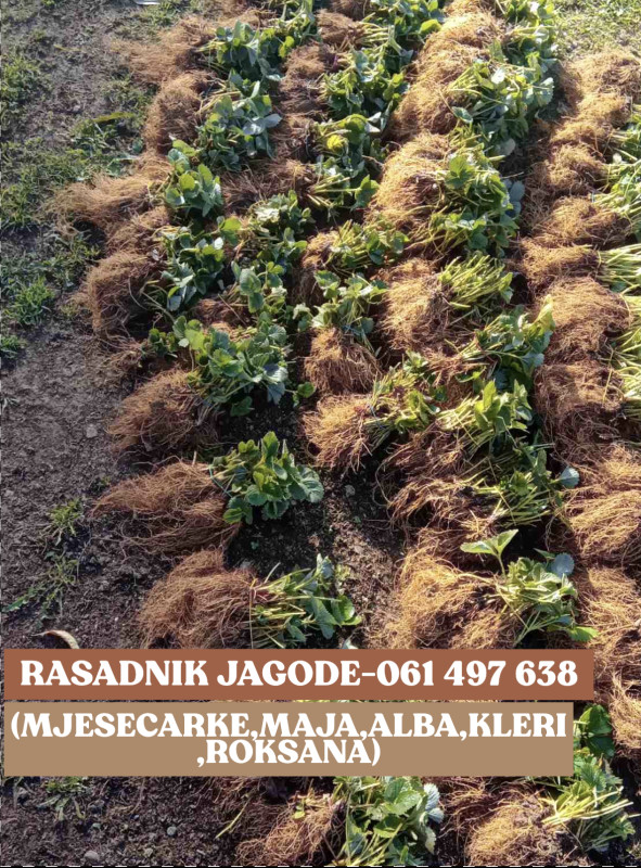 FRIGO SADNICE-SADNICA JAGODE MAJA ALBA MJESECARKE - Sadnice - OLX.ba