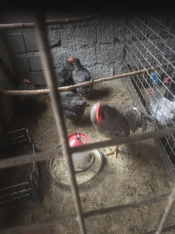 Amrok Kokoske - Kokoške - OLX.ba