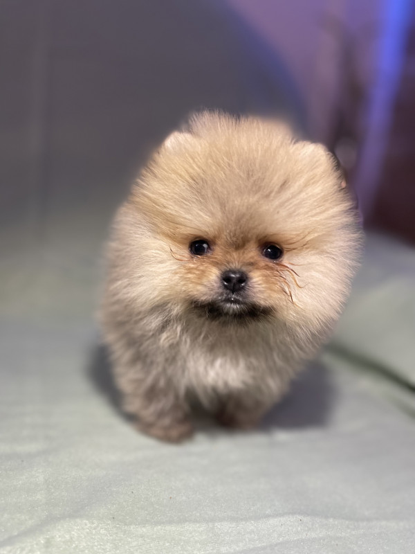 Pomeranac stenad sa EU PAPIRIMA ! - Psi i Štenad - OLX.ba