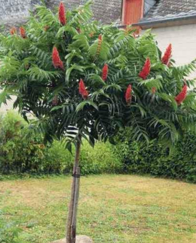 Ruj - Mlade sadnice ukrasnog drva Ruj - Sadnice - OLX.ba